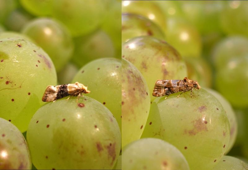 Recognizing grapevine moths - Trifolio M